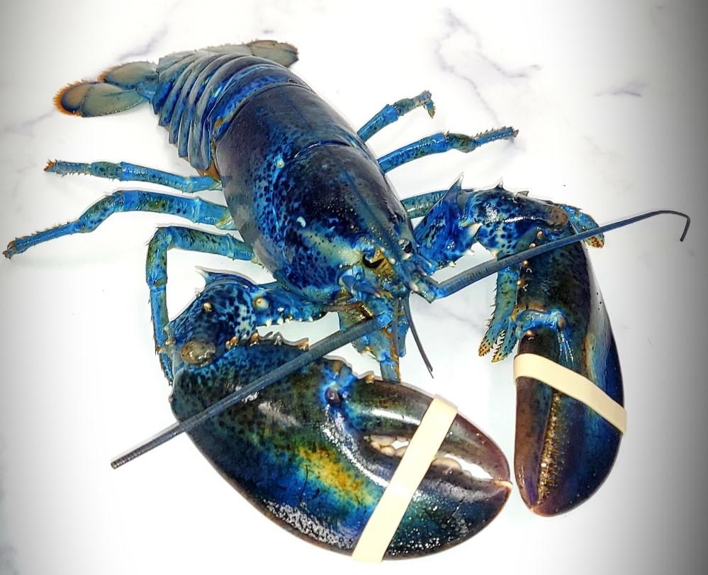 Lobsters Online: Owned & Operated by the Lobster Trap Co, Inc.: Why Do ...