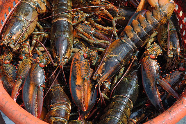 Lobsters Online: Owned & Operated by the Lobster Trap Co, Inc.: Boat ...