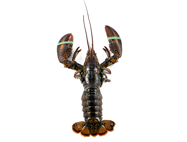 1.25 lbs. Fresh Live Maine Lobster | Lobster Trap: Live Lobster Online