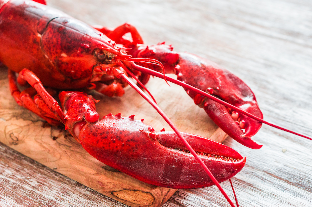 2.5 lbs. Fresh Live Maine Lobster | Lobster Trap: Live Lobster Online