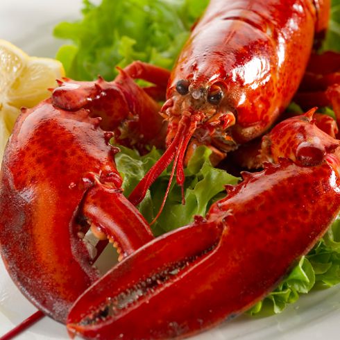 Buy 3 lb. Fresh Live Jumbo Lobster | Lobster Trap: Live Lobsters Online